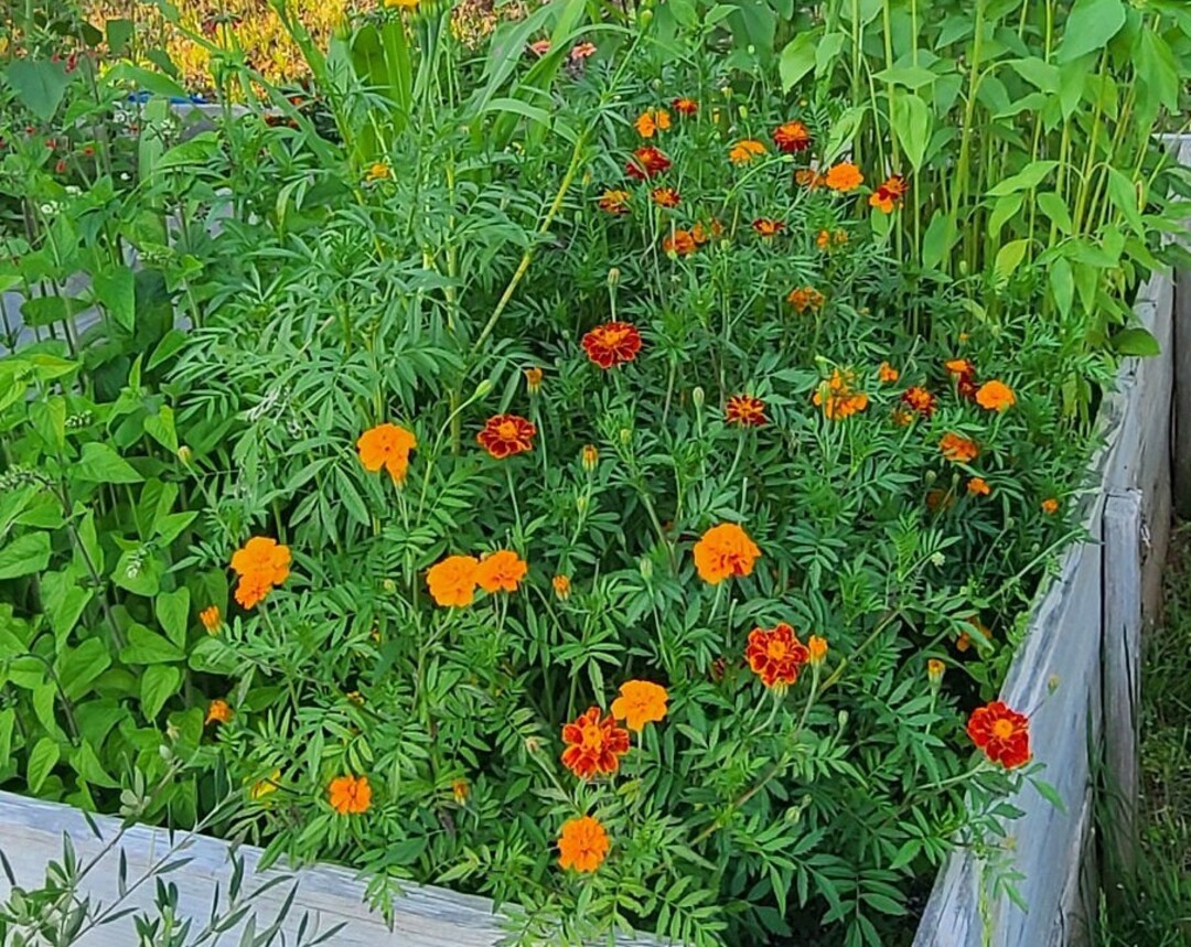 Marigold Flower Seed Packet Variety Pack Plant Gift Grow - Etsy