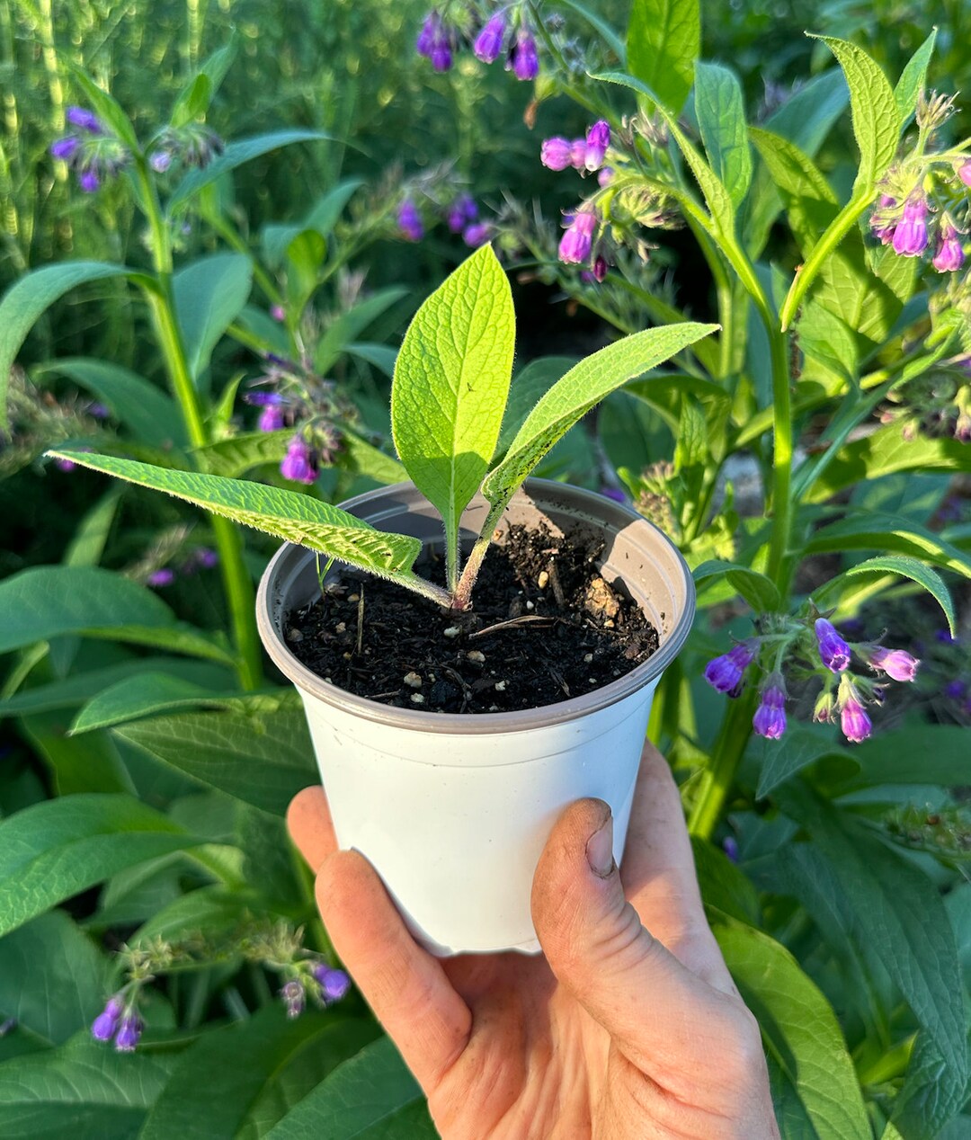 Comfrey 4 or 5 Starter Plant Native Medicinal Symphytum Officinale - Etsy