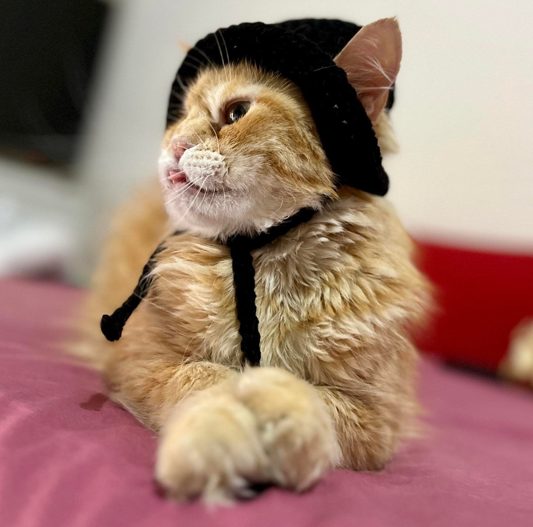 Bucket/top Hat for Cats Crochet PDF Pattern - Etsy