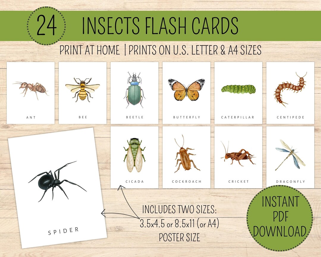 Insect Flash Cards | Printable Flash Cards | Preschool Cards ...