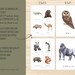 Wild Animal Flash Cards Printable Flash Cards Preschool Cards ...