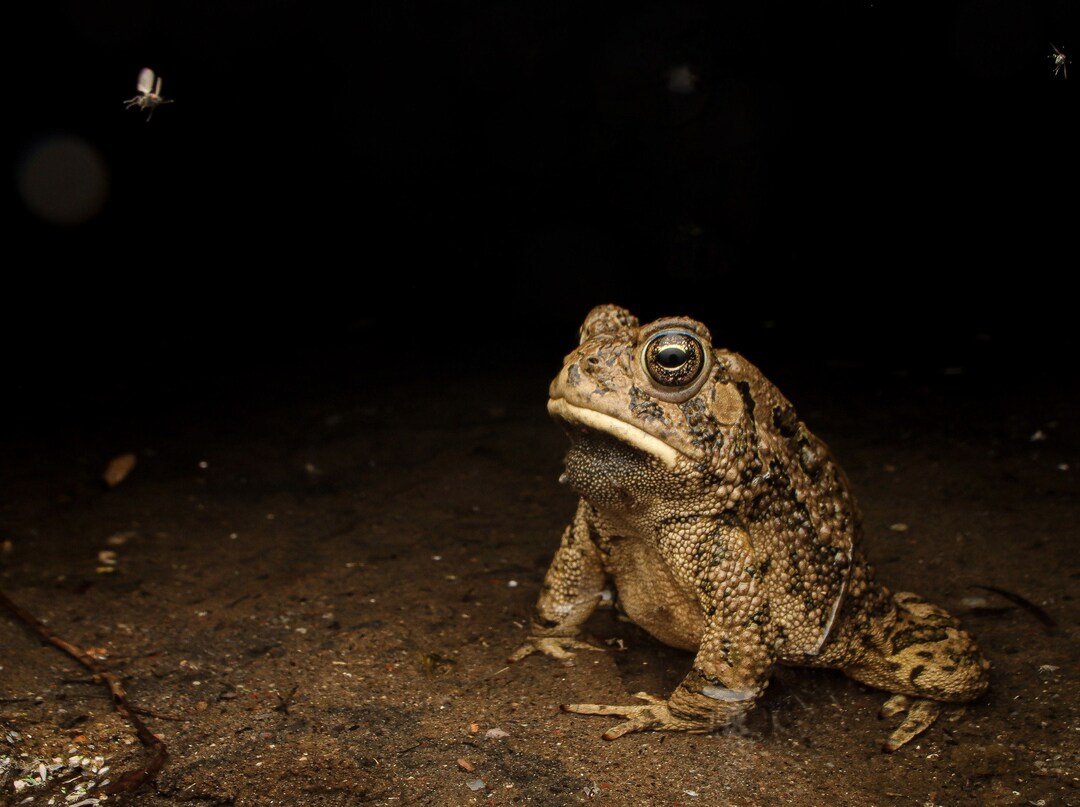Woodhouse's Toad Poster - Etsy