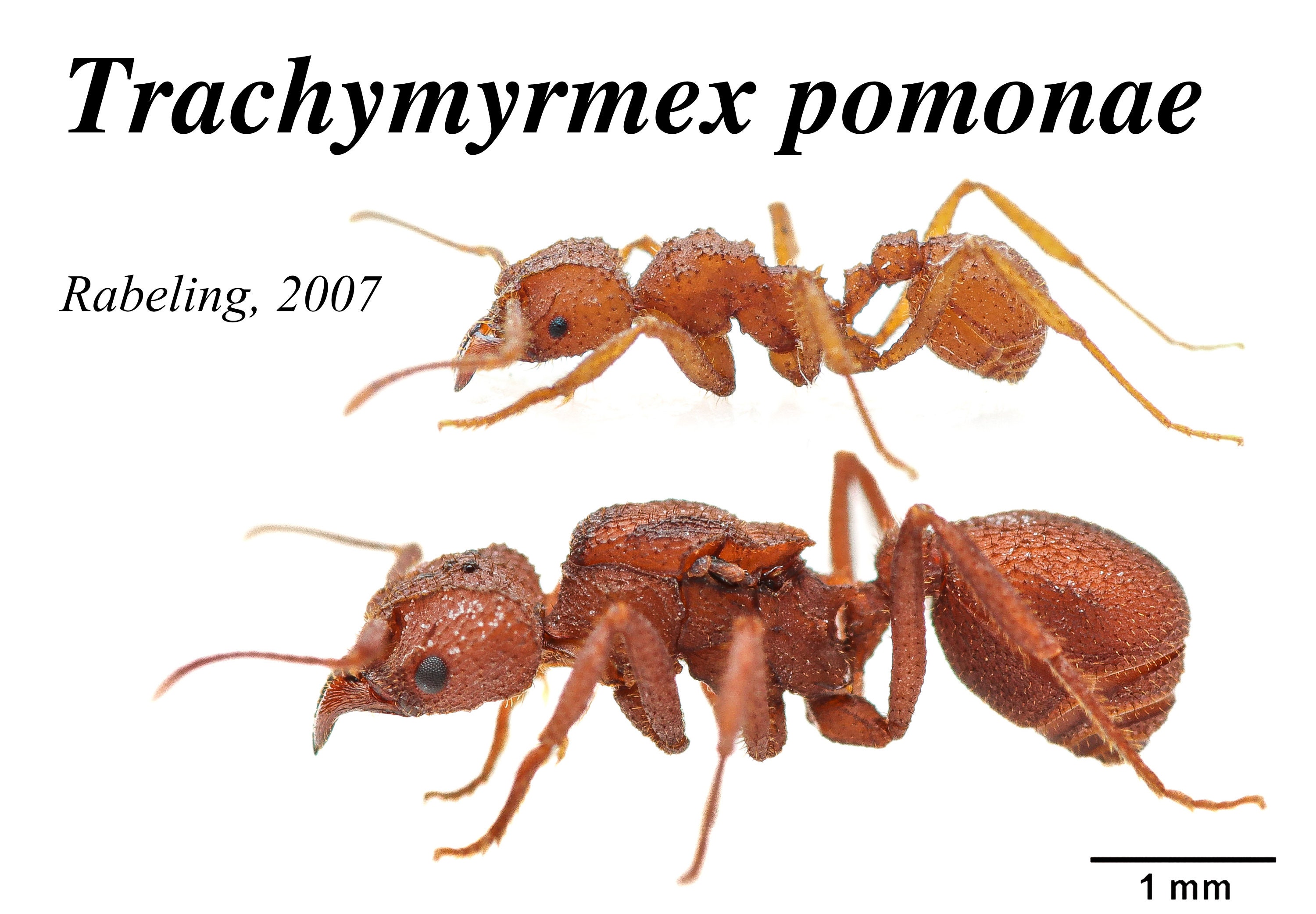Trachymyrmex Pomonae Castes Poster - Etsy