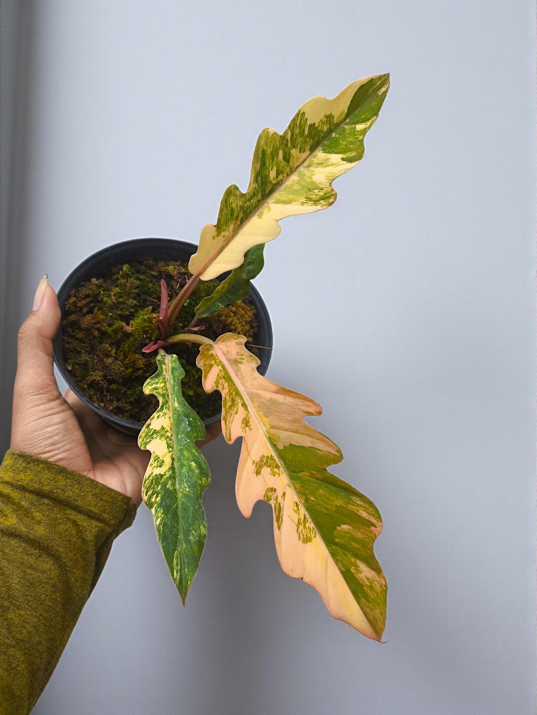 Real Pict Philodendron Caramel Marble Pink Variegated - Rare Variegated ...