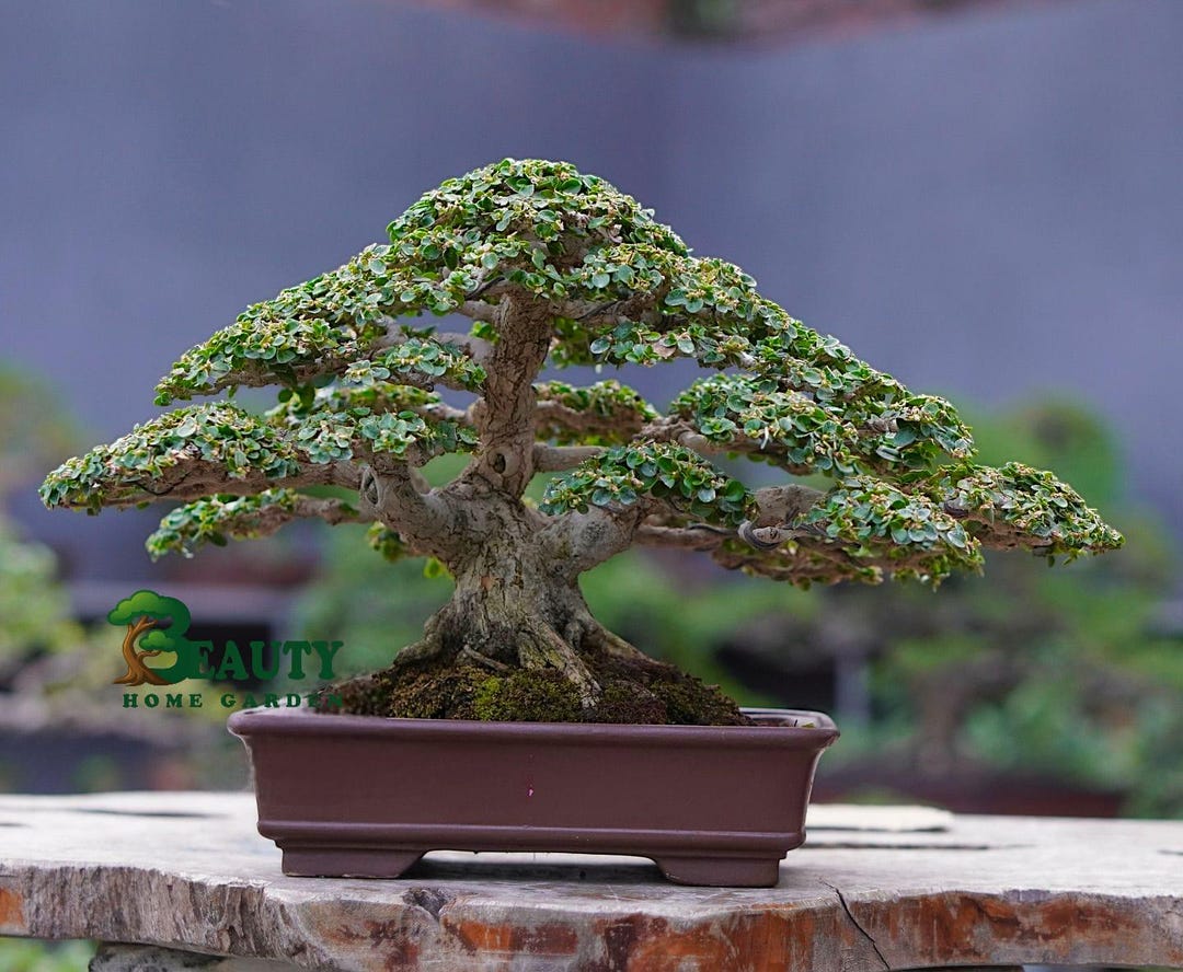 Actual Tree Bonsai Premna Microphylla Formal Style - Bonsai Tree Best ...