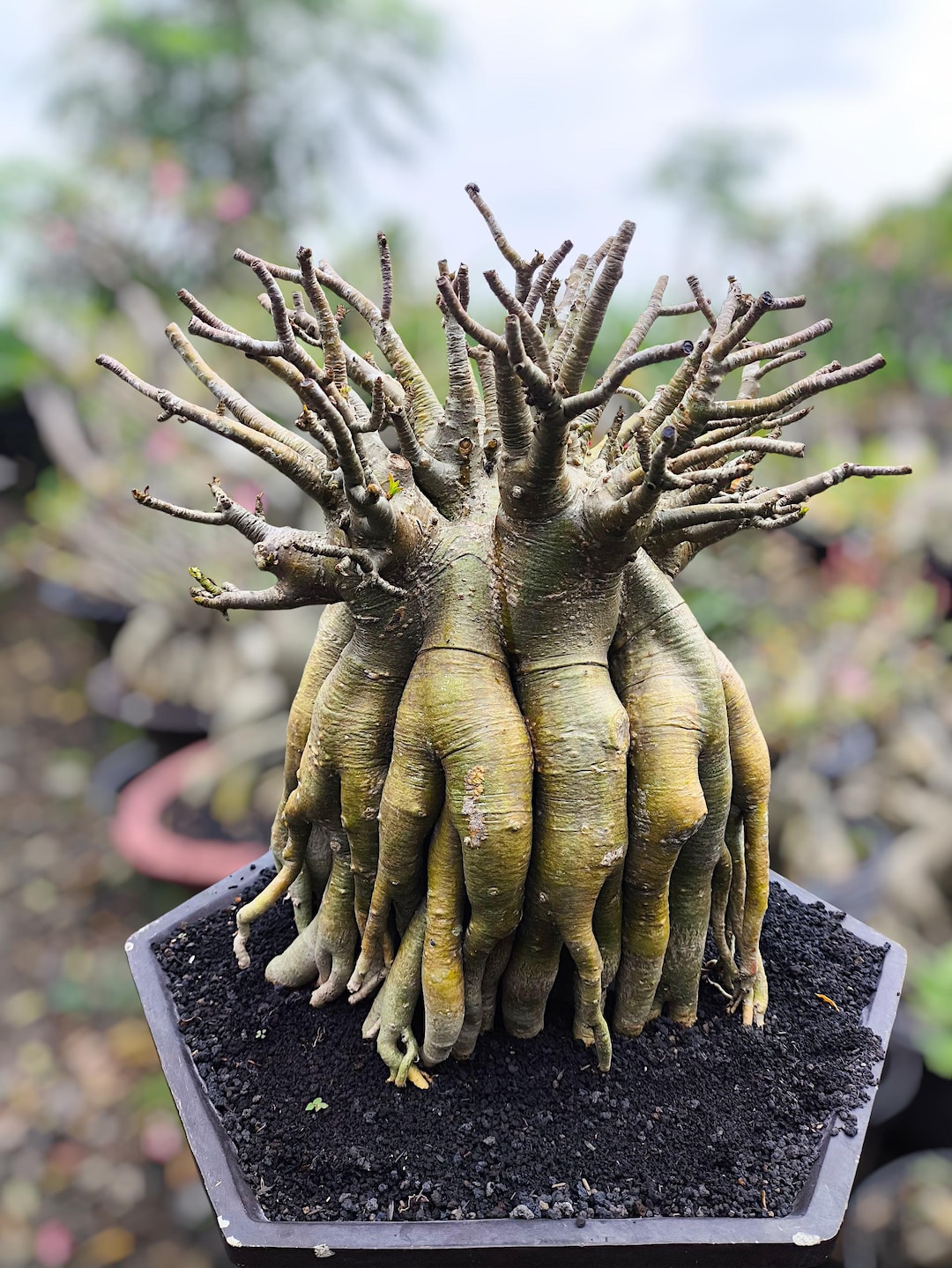 Adenium Octopus Roots Big Size - Rare Adenium Monster Arabicum Rcn ...