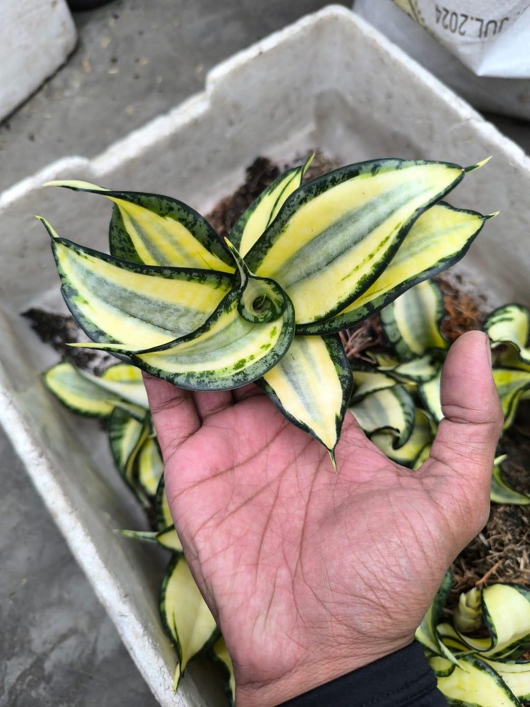 Buy Sansevieria Golden Wendy Scales Variegated Unique Plant Online in ...