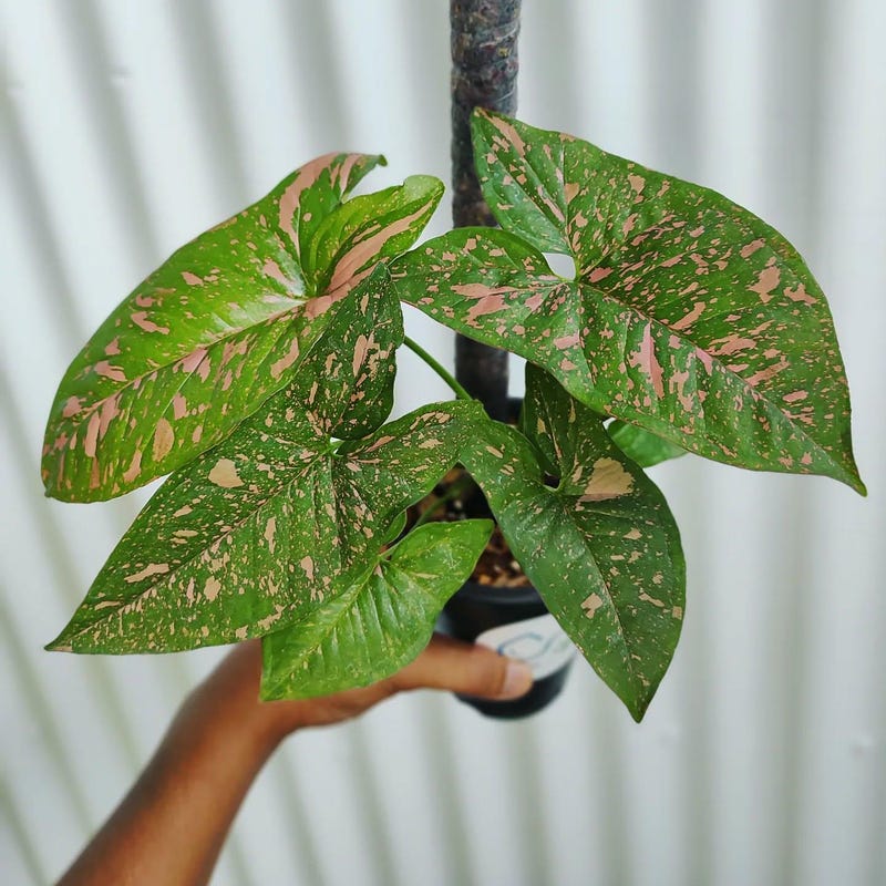 Pink Splash Syngonium - Etsy