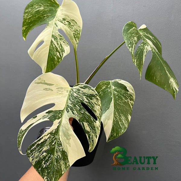 Bulbasaur Monstera - Etsy