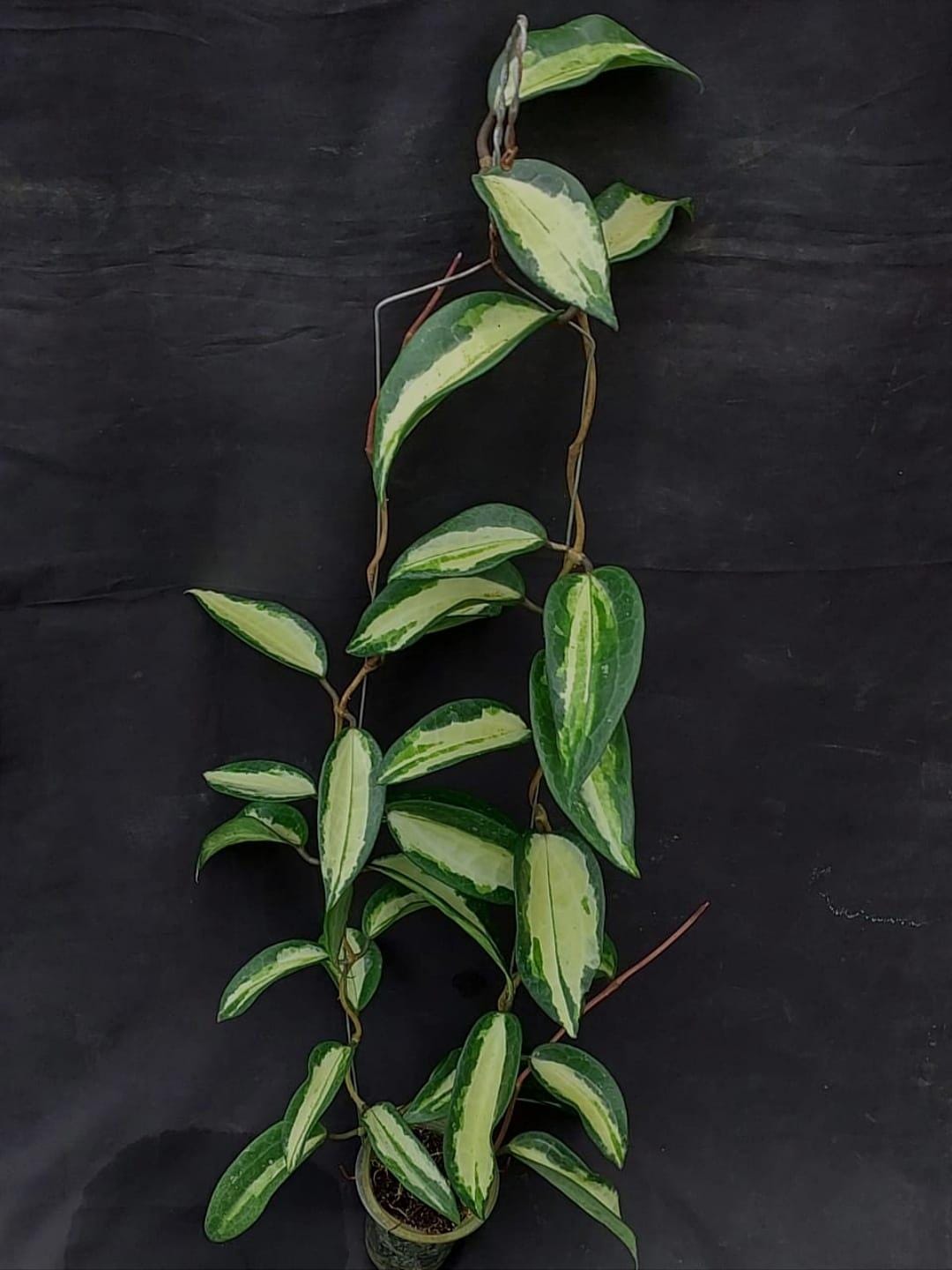 Hoya Microphylla Variegated Rare Hoya Plant Variegated House Plant - Etsy