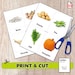 40 Vegetables Flash Cards (real Pictures) • Montessori Cards ...