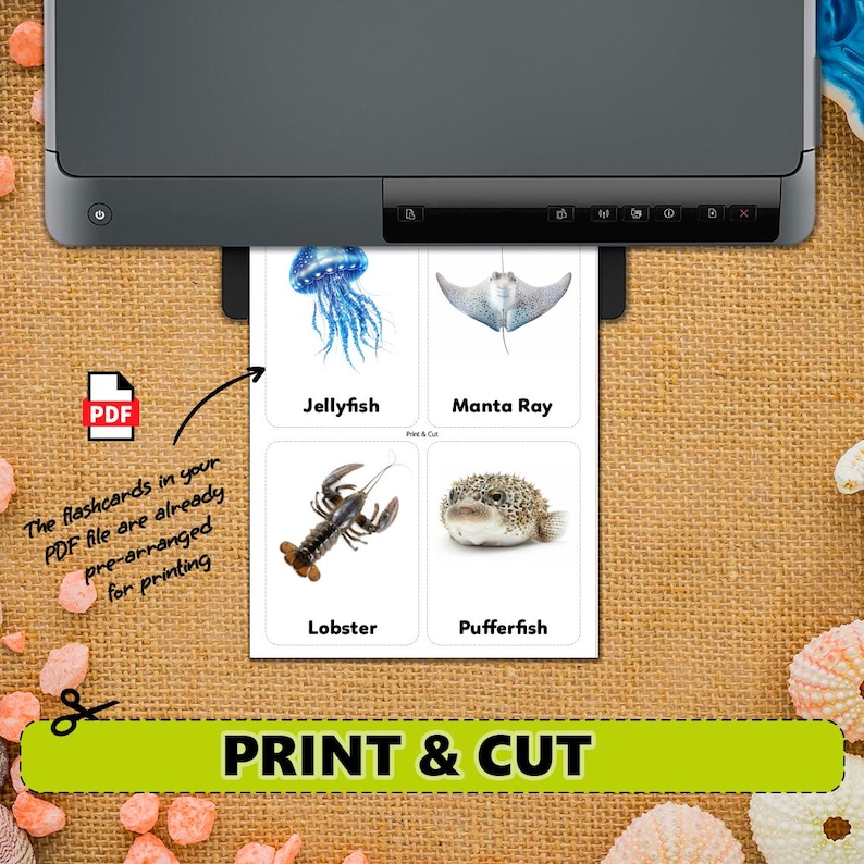 24 Ocean Animals Flashcards | Sea Animal Flash Cards (real Pictures ...