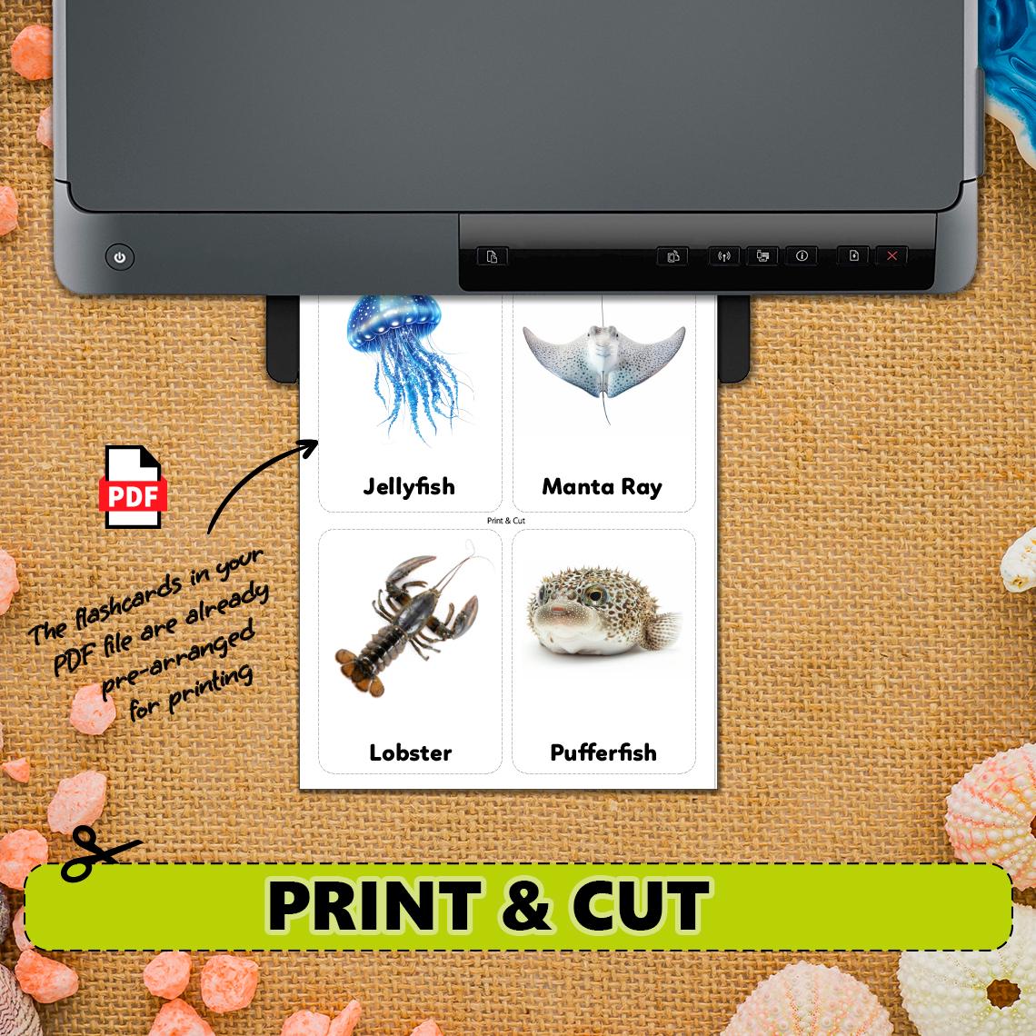 24 Ocean Animals Flashcards | Sea Animal Flash Cards (real Pictures ...