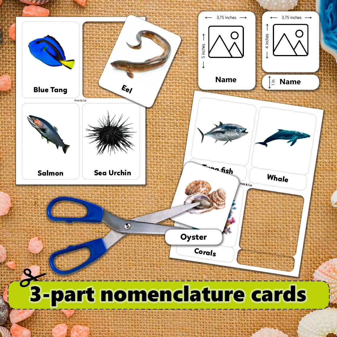 24 Ocean Animals Flashcards | Sea Animal Flash Cards (real Pictures ...