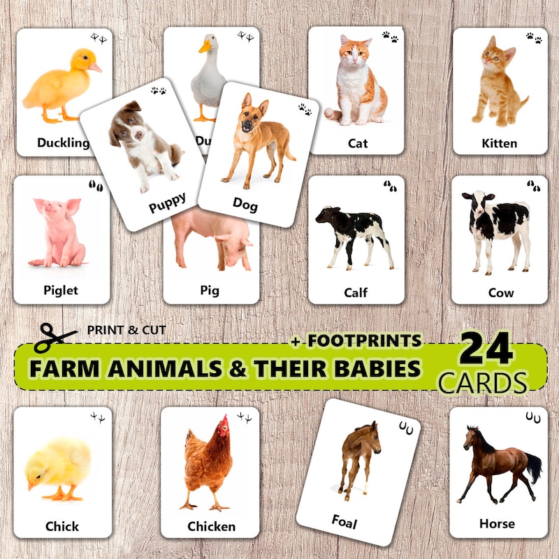 Animal Flash Cards - Etsy