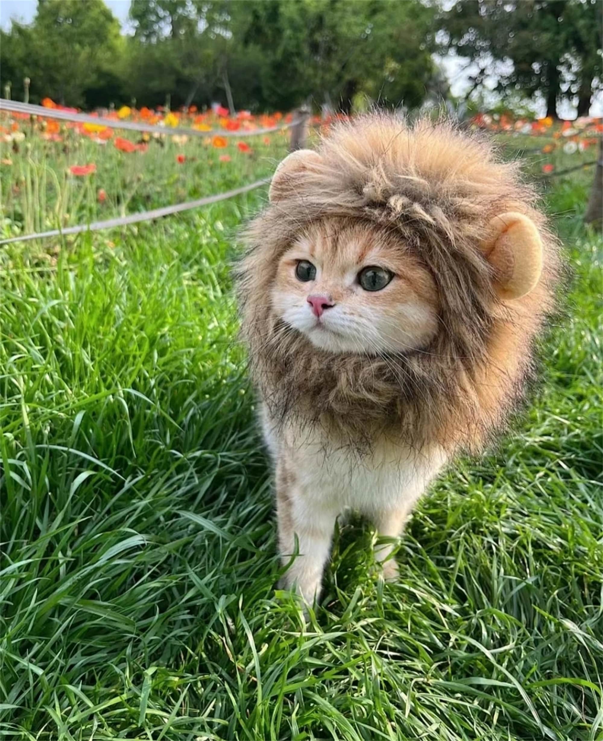 Cute Cat Lion Mane Costumefunny Pet Accessoryfancy Hair Cap - Etsy