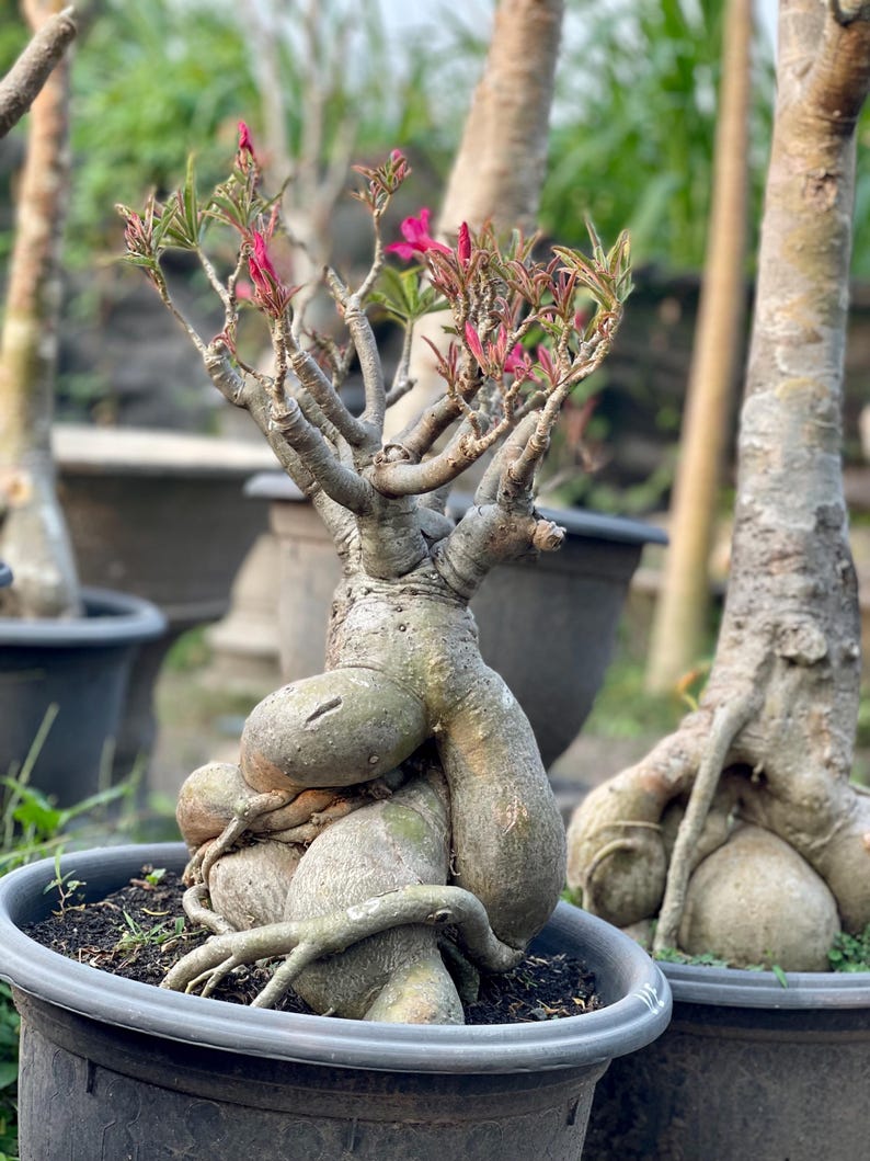 Living Tree Adenium RCN Arabicum - Obesum - Godji - Thai Soco Best ...