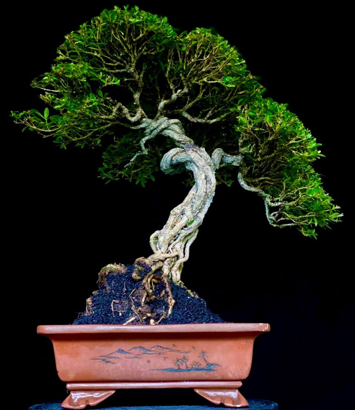 Living Tree Serissa Bonsai Tree - Etsy
