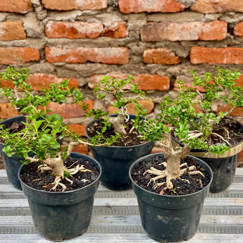 Sancang Bonsai - Etsy