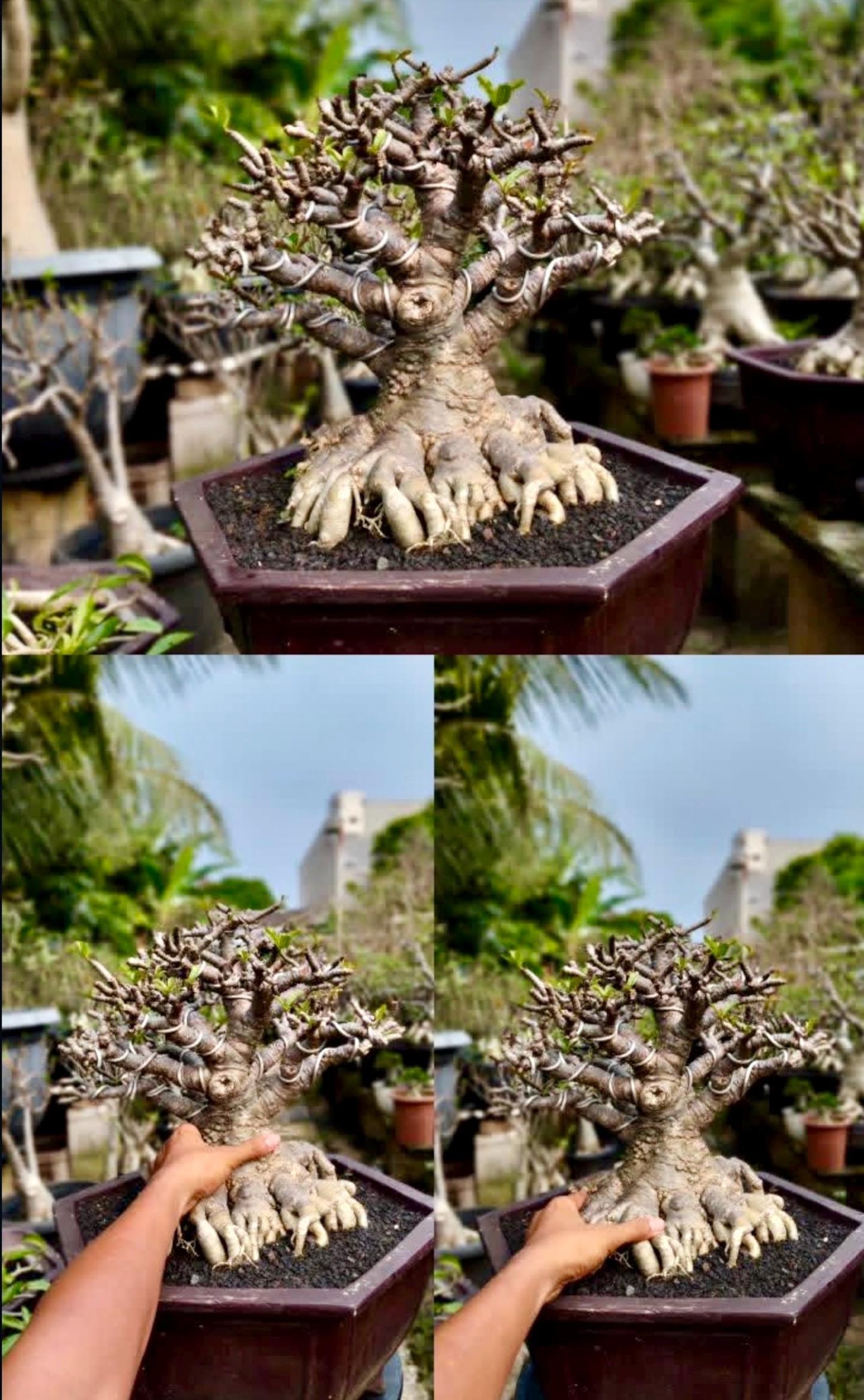Living Tree Adenium RCN Arabicum, Adenium Obesum, Adenium Godji Bonsai ...