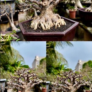 Living Tree Adenium RCN Arabicum, Adenium Obesum, Adenium Godji Bonsai ...