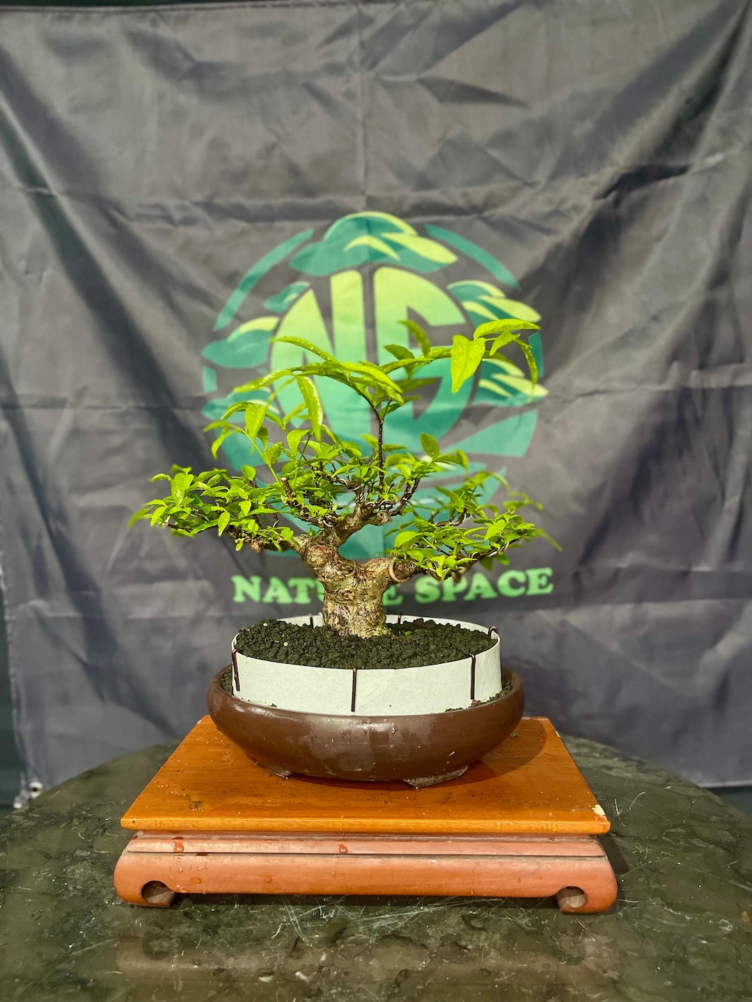 Living Tree Wrightia Religiosa Bonsai Tree Small Size - Etsy