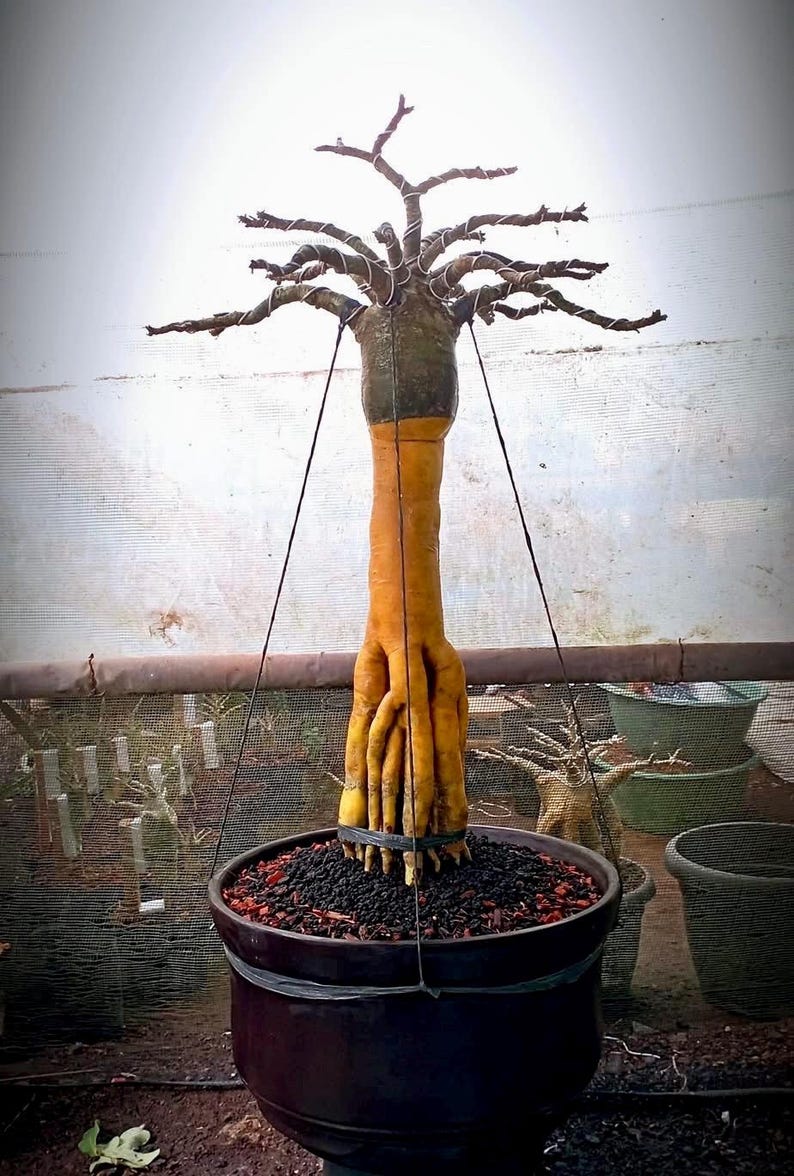 Living Tree Adenium Thaisoco - RCN ARABICUM - Obesum - Godji - Tree ...
