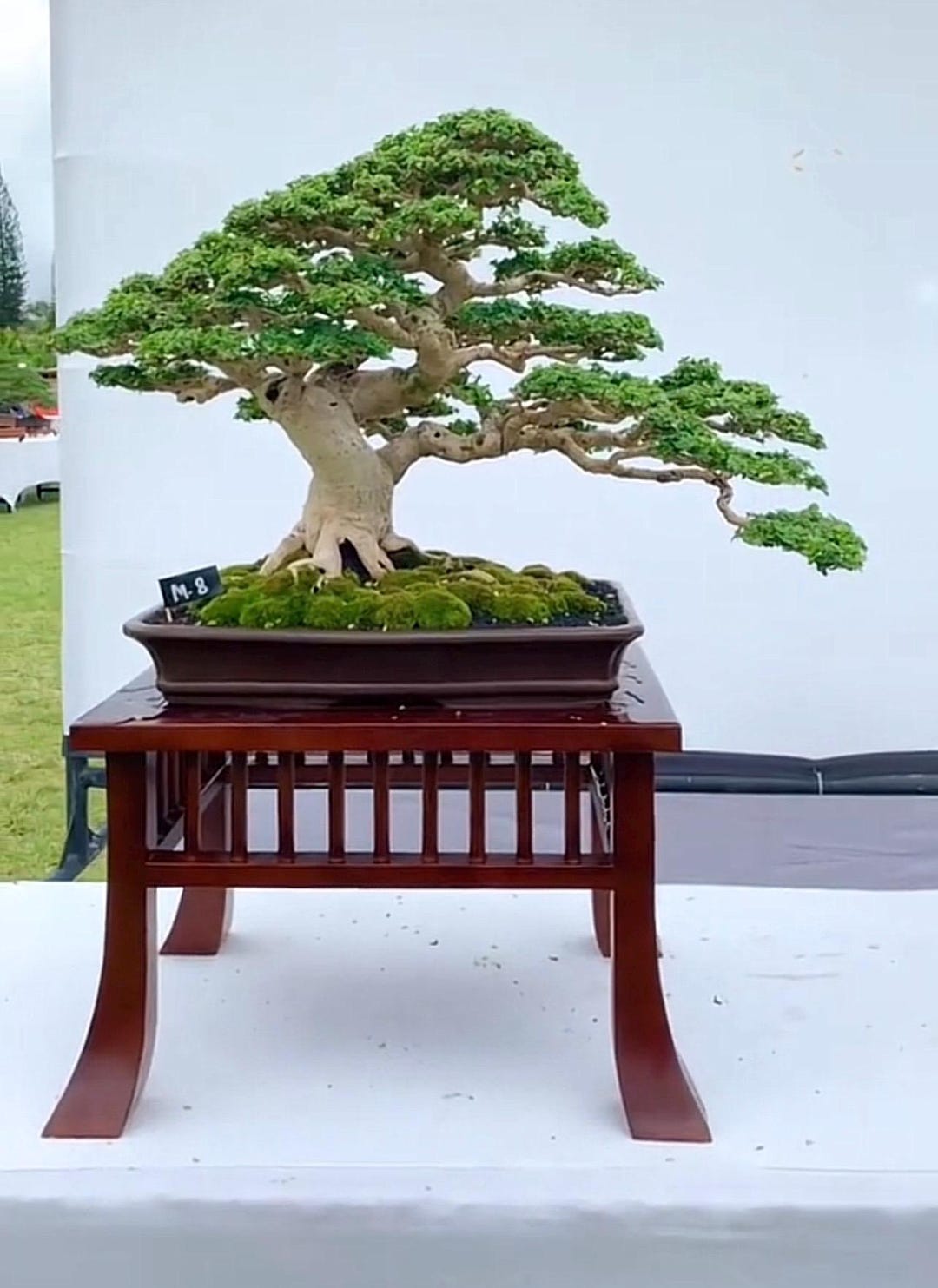 Living Premna Microphylla Best Style Bonsai Tree - Large Size - Etsy