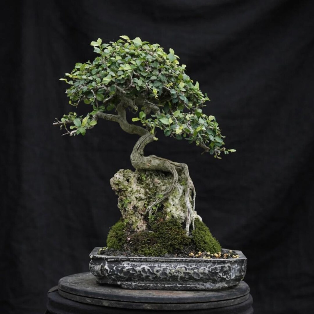 Living Tree Streblus Asper on the Rock Bonsai Small Size - Etsy