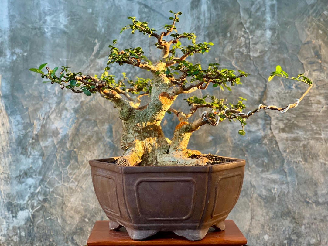 Living Tree Streblus Asper || Serut Bonsai Tree Medium Size - Etsy