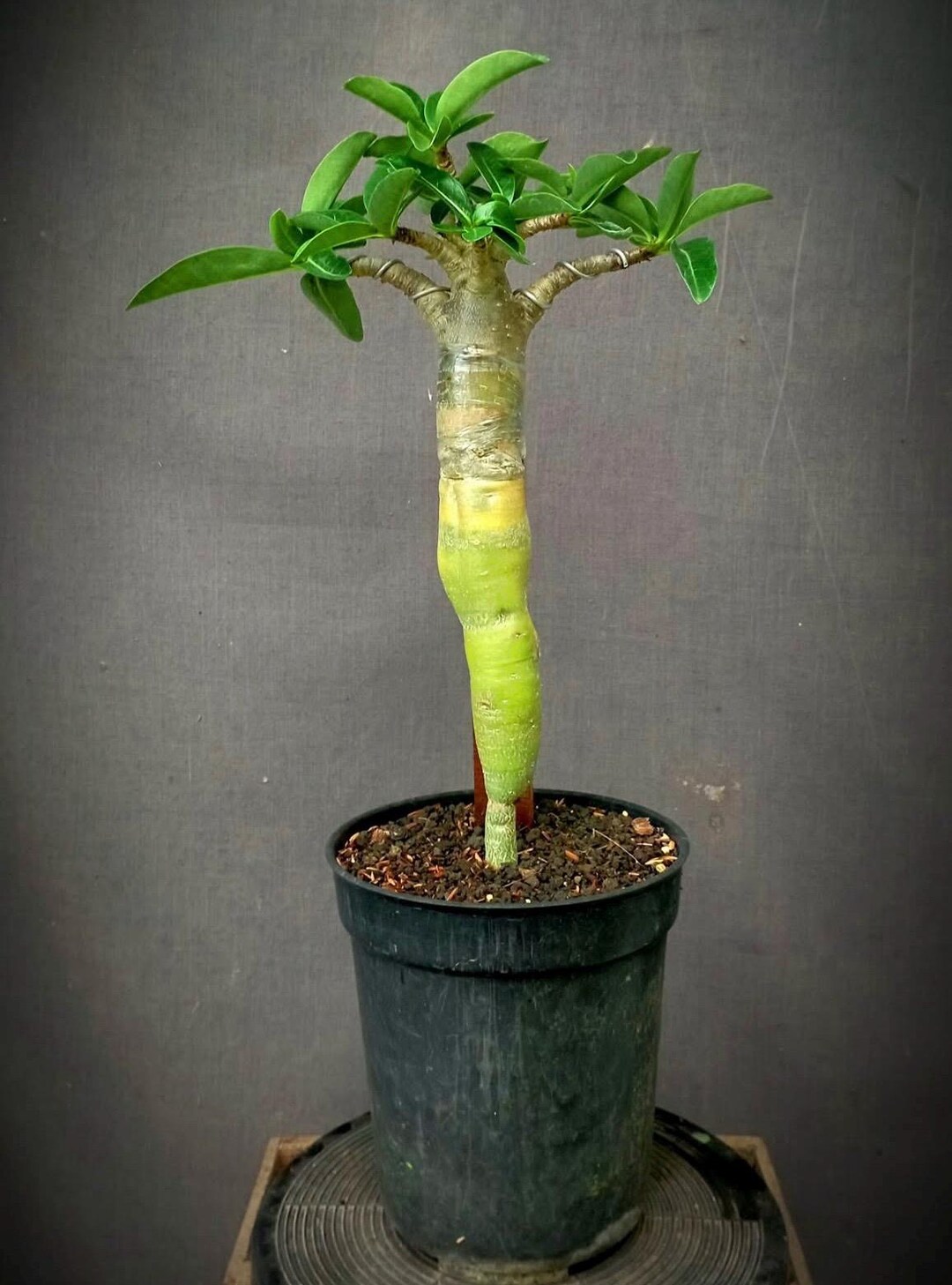 Living Tree Adenium Thaisoco Long Caudex - RCN Arabicum - Golden Roots ...