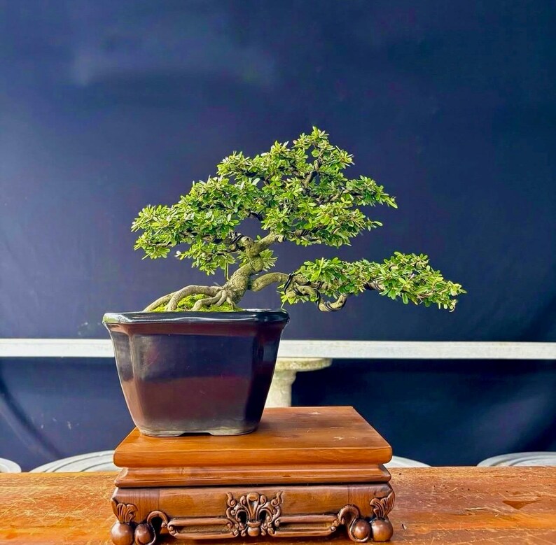Living Tree Desmodium - Vietnamese Blue Bell - Saengsimbur Bonsai Tree ...