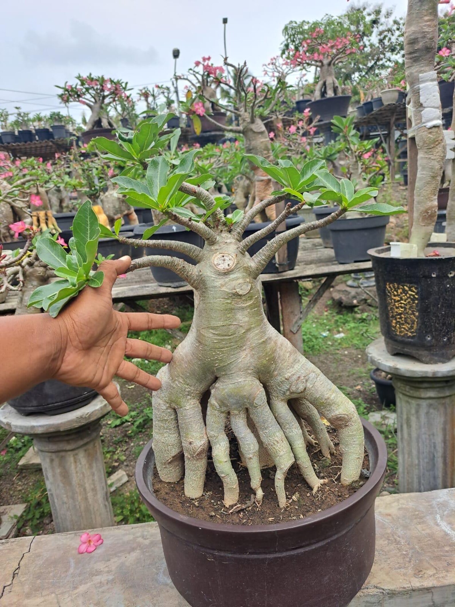 Adenium Obesum Living Tree: RCN Arabicum, Thai Soco - Long Codex - Etsy