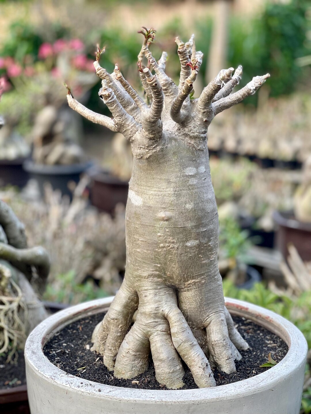 Adenium Arabicum Living Tree: Bonsai Style Long Codex - Etsy