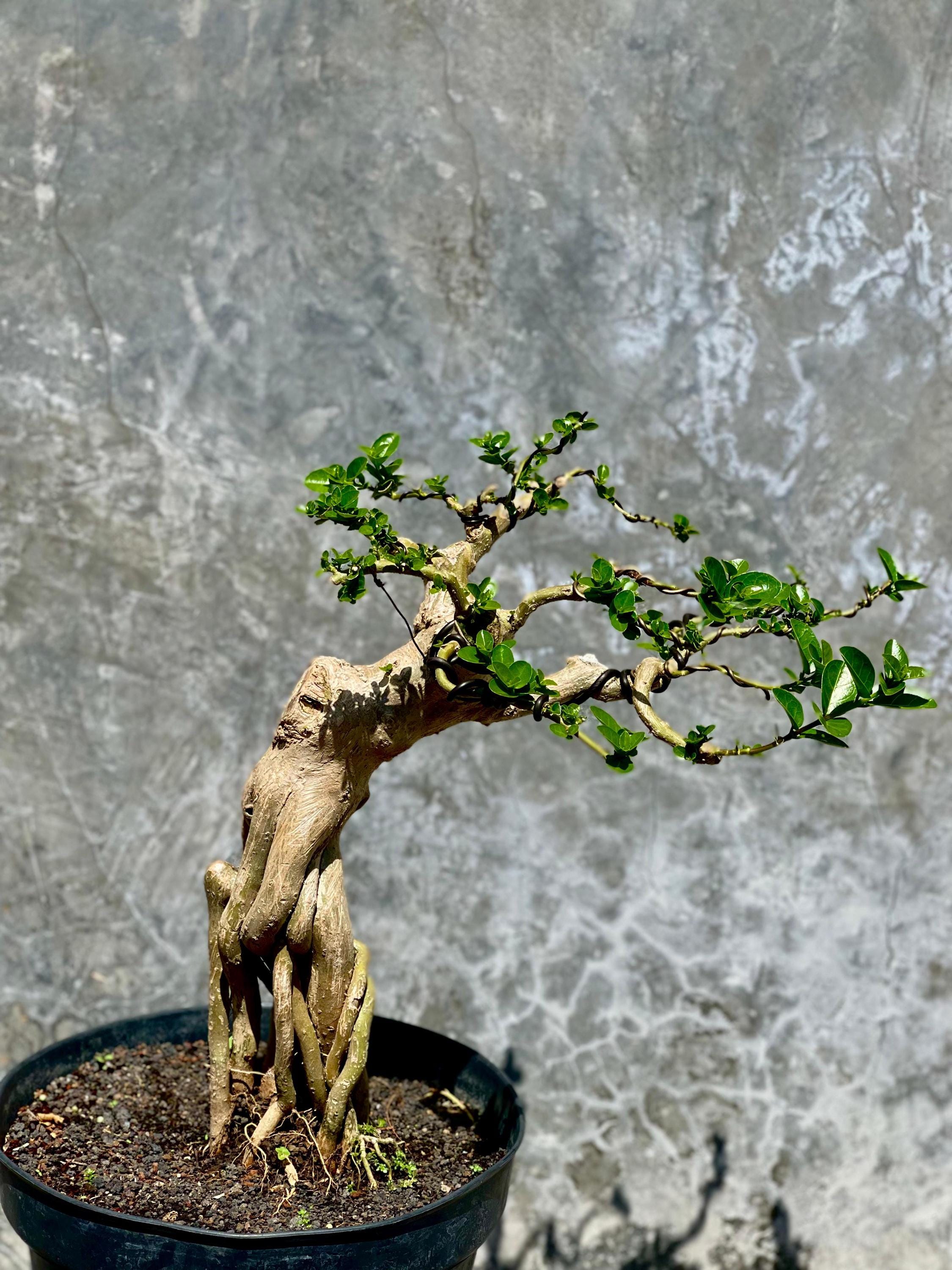 Living Tree Premna Microphylla Bonsai Tree Sancang - Etsy