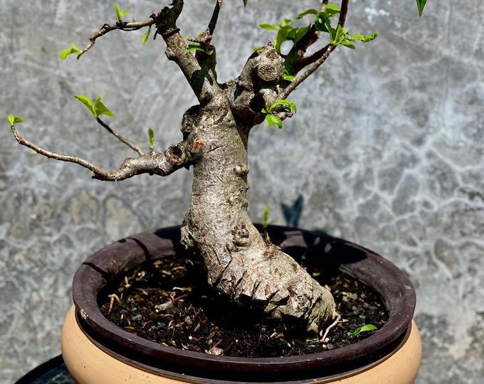 Living Tree Baobab Bonsai || Adansonia Digitata Bonsai Tree - Etsy