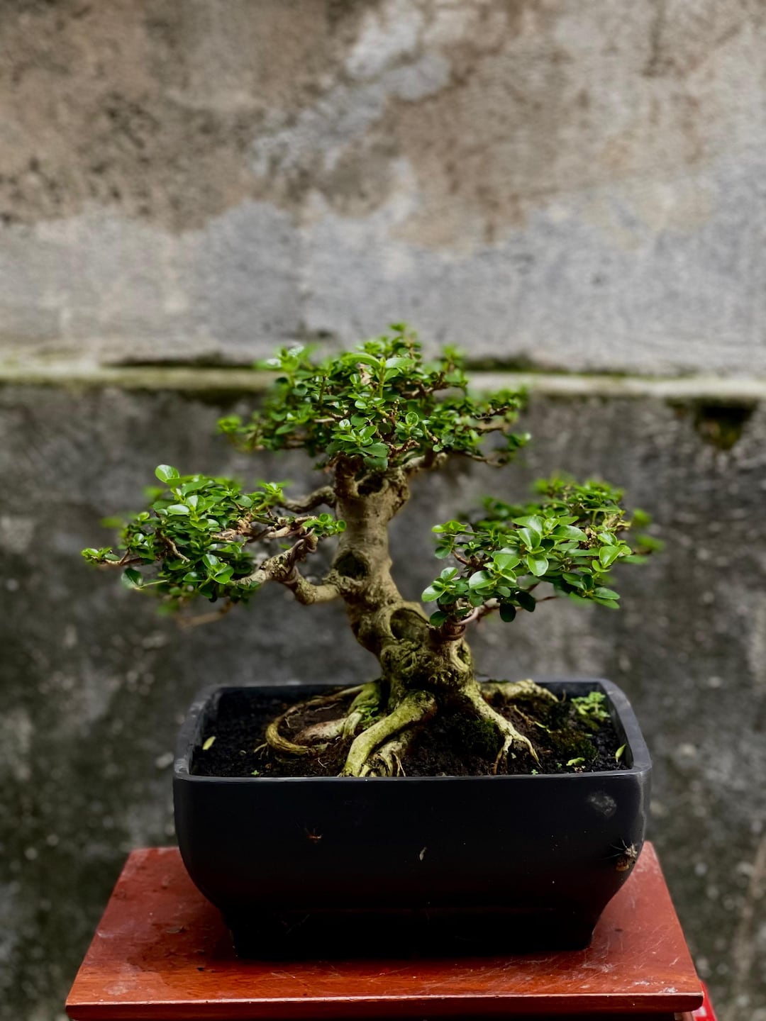Living Tree Premna Microphylla Bonsai Tree - Etsy