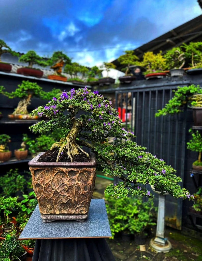 Living Tree Desmodium Blue Bell - Saengsimbur Beauty Flowers Purple ...