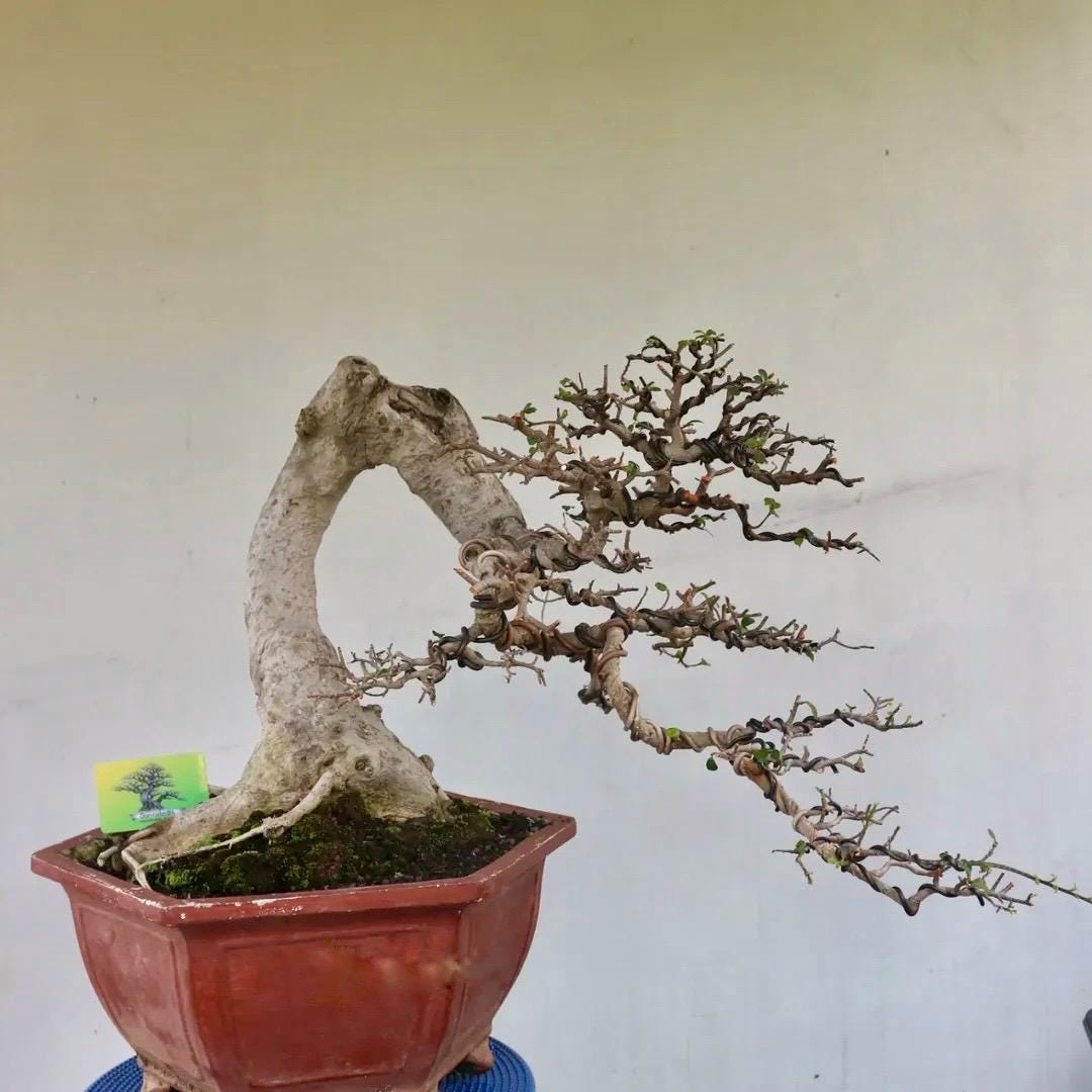 Living Tree Streblus Asper || Serut Bonsai Tree Medium Size - Etsy