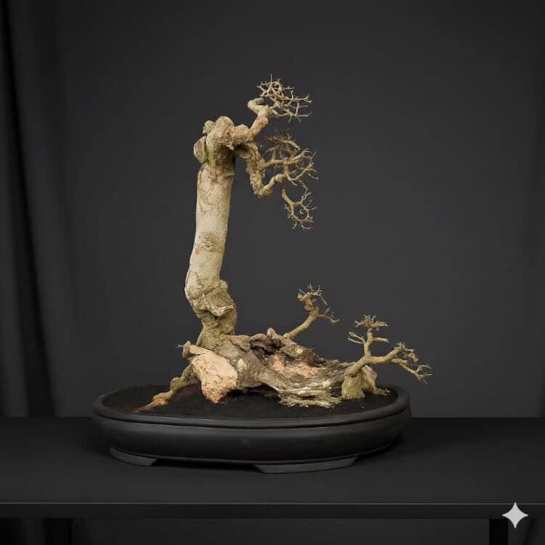 Living Tree Streblus Asper - Serut Bonsai Tree Medium Size - Etsy
