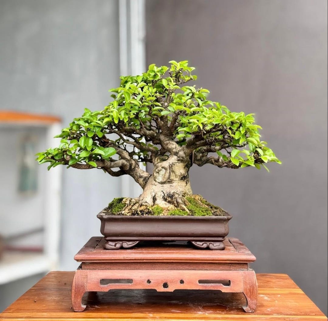 Living Tree Wrightia Religiosa - Anting Putri Bonsai Tree Bogel - Etsy