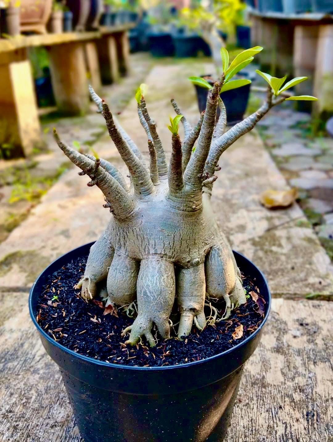 Living Tree Adenium RCN ARABICUM Golden Root Bonsai Tree - Etsy