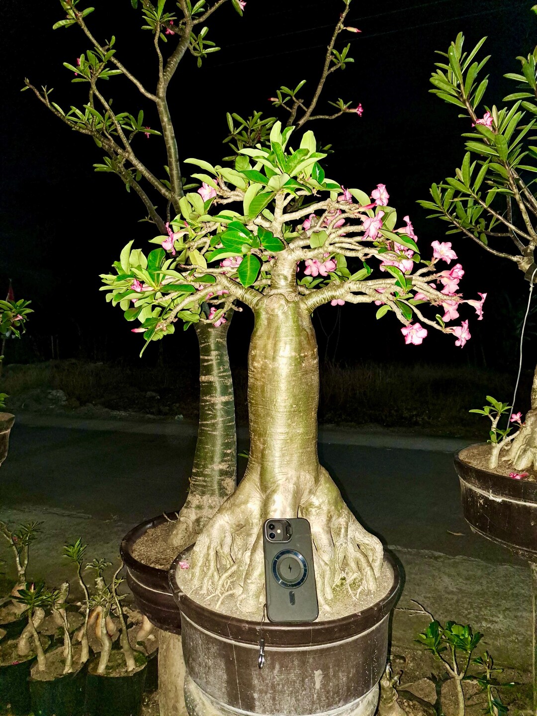 Living Tree Adenium Thaisoco Long Caudex - RCN Arabicum - Best ...