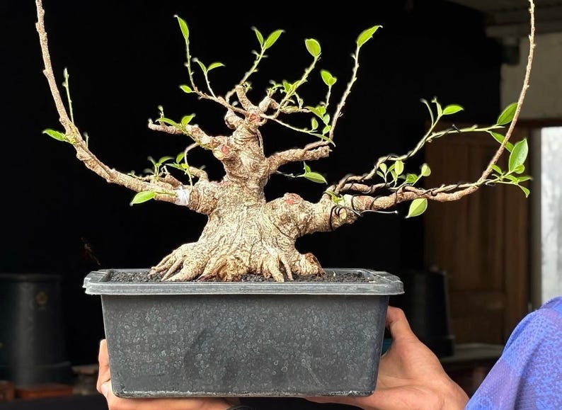 Living Tree Ficus Microcarpa Bonsai Tree - Small Size - Etsy