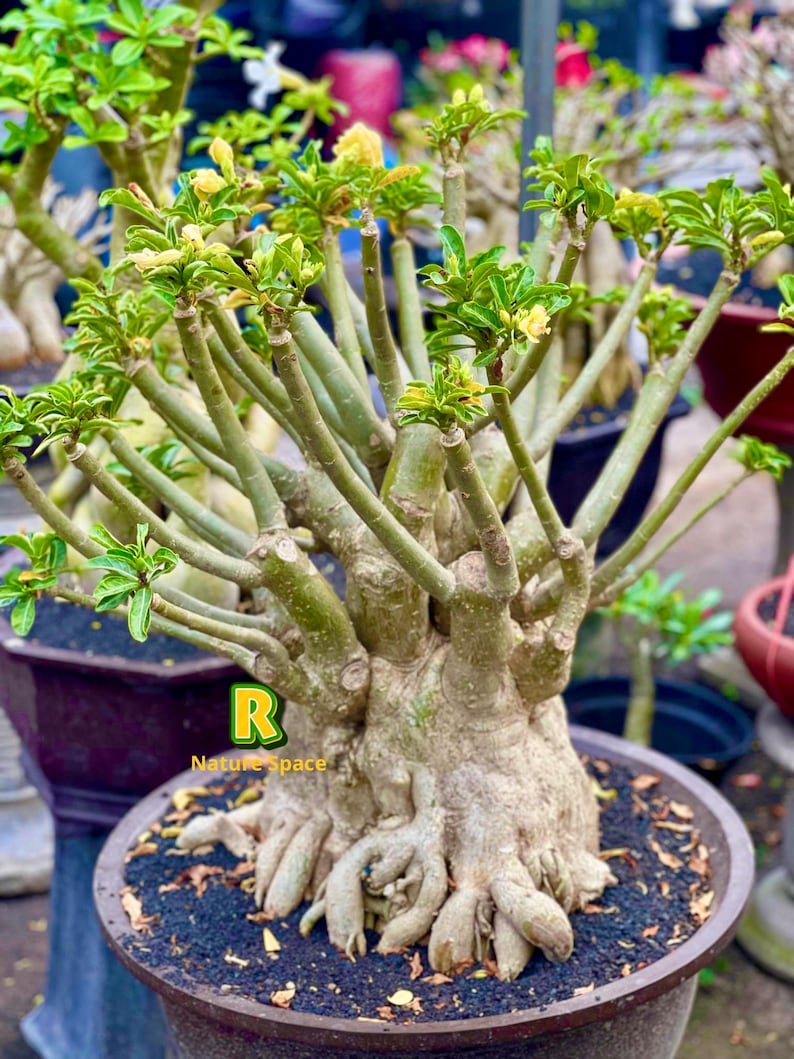 Living Tree Adenium Godji Yellow Flowers - RCN Arabicum - Thai Soco ...