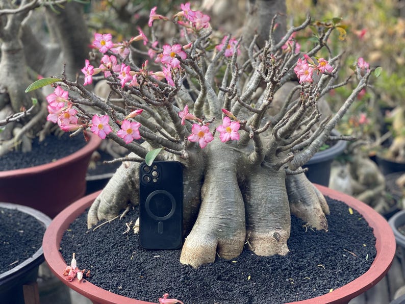 Living Tree Adenium - GODJI - RCN Arabicum - Obesum - Godji - Thai Soco ...