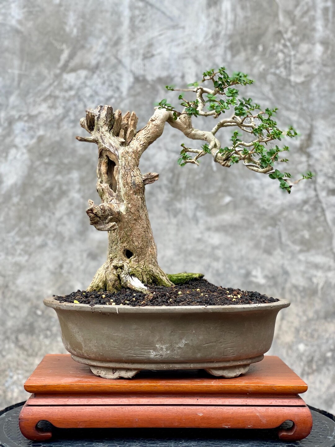 Living Tree Premna Microphylla Bonsai Tree Sancang Mode Bunjin and Old ...