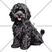 Cockapoo Dogs 20 Digital PNG Clip Art Sticker Style Images for Personal ...