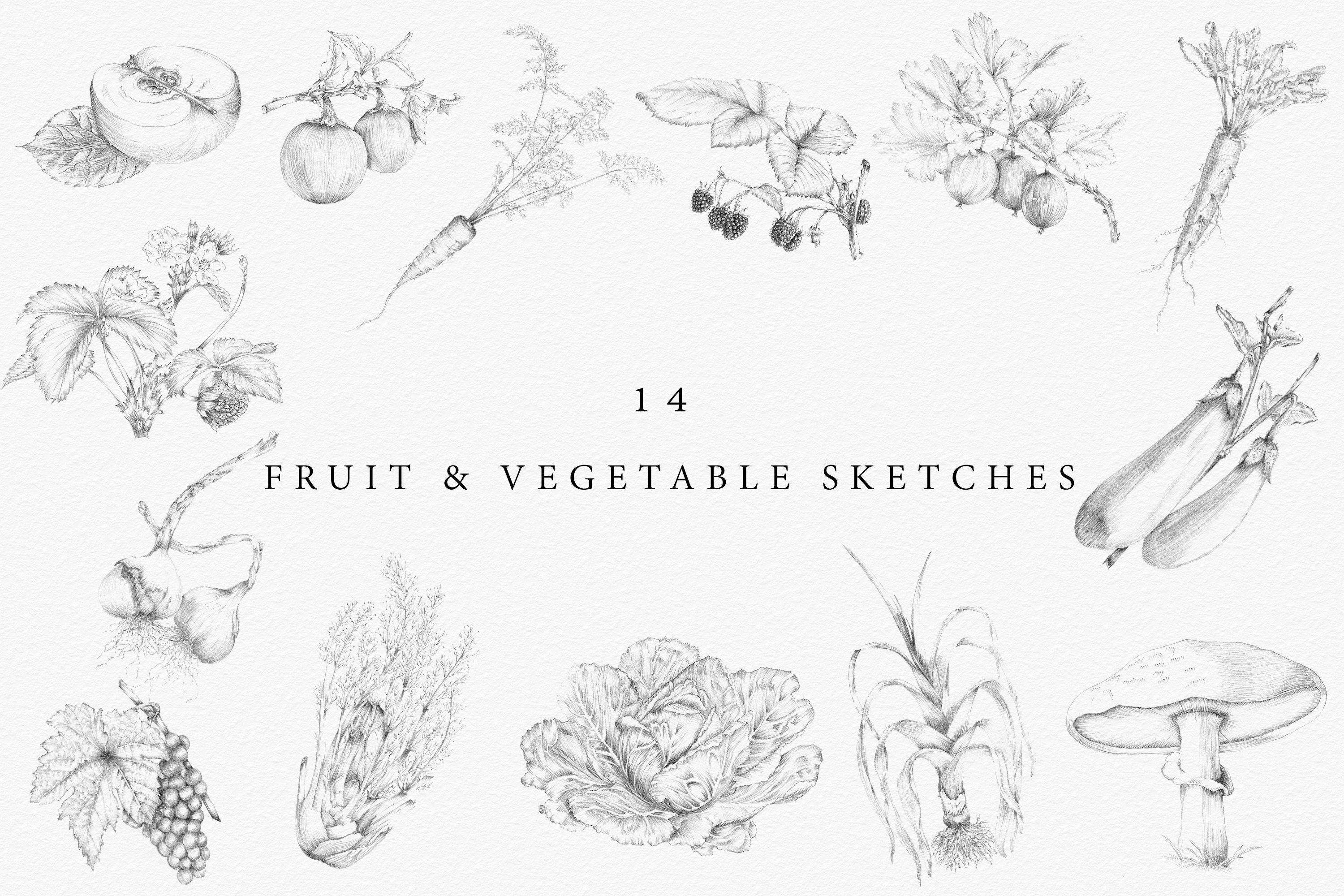 Graphite Botanical Sketches PNG, 50+ Hand Drawn Floral Line Art for ...