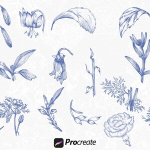 Procreate Line Art Botanicals, Procreate Floral Clipart, Line Art ...